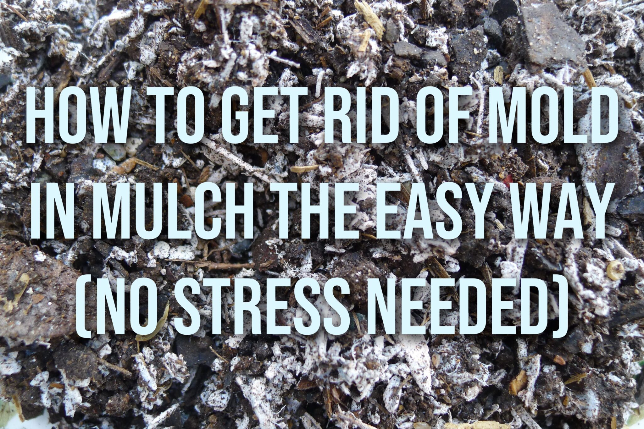 How to Get Rid of Mold in Mulch the Easy Way - DIY Home Wizard