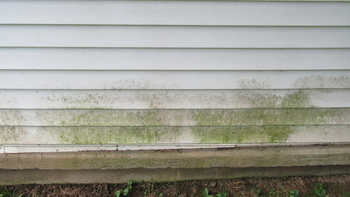 How to Clean Algae Off Vinyl Siding the Easy Way - DIY Home Wizard